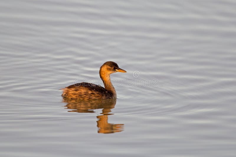 Little grebe (dabchick); stock image. Image of small - 28879833