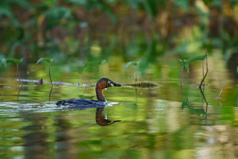 Little Grebe, Dabchick stock photo. Image of water, cute - 256690950