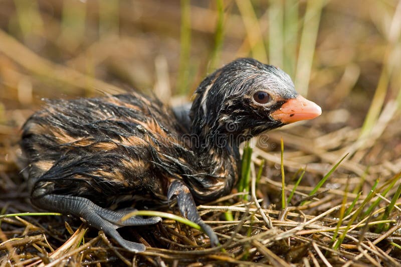Little Grebe; Dodaars; Tachybaptus Ruficollis Stock Photo - Image of ...