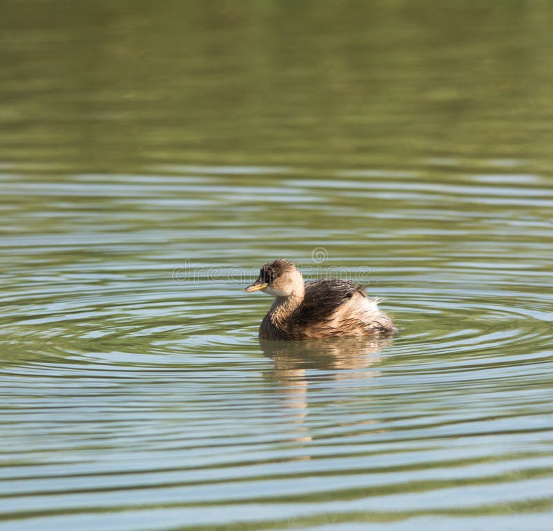 Little Grebe stock image. Image of migratory, palearctic - 33654075