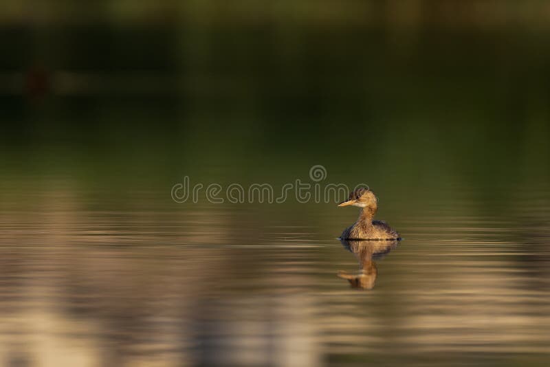Little Grebe (female) in the Lake Stock Photo - Image of animal, beak ...
