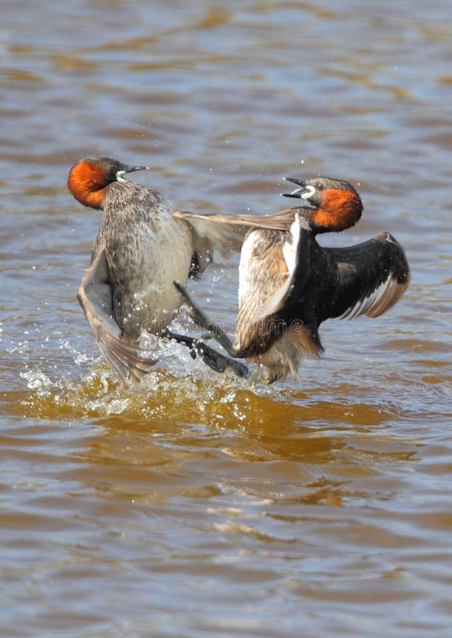 Little Grebe Bird Natural Nature Wallpaper India Stock Photo - Image of ...