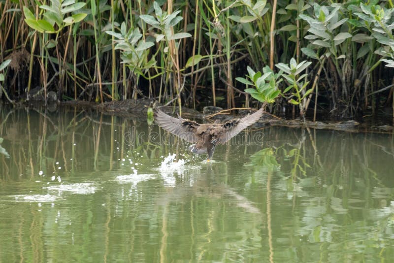 Little Grebe is Flying on the Water, Going into the Mangrove Stock ...