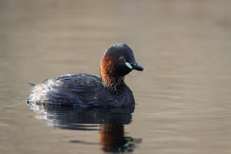 Little Grebe stock image. Image of dabchick, ruficollis - 58257053