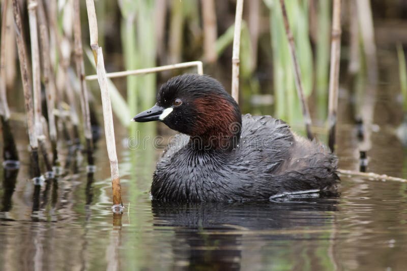 Little Grebe Duck Tachybaptus Ruficollis Breeding Plumage Stock Photos ...
