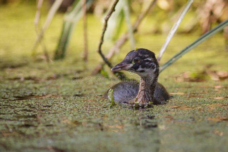 Little Grebe stock image. Image of ruficollis, young - 58256619