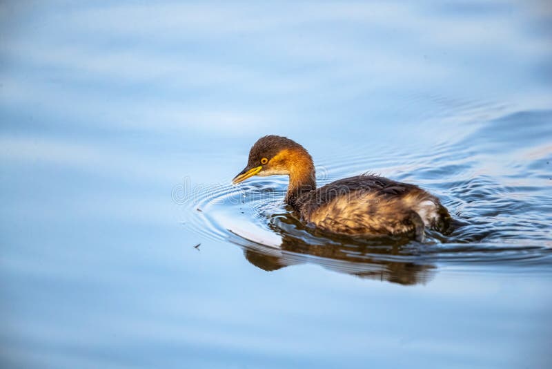 Little Grebe stock image. Image of brown, animal, beak - 351952607