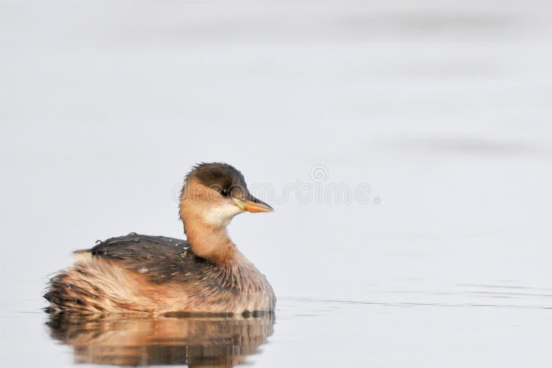 The little grebe stock image. Image of water, underwater - 39408097