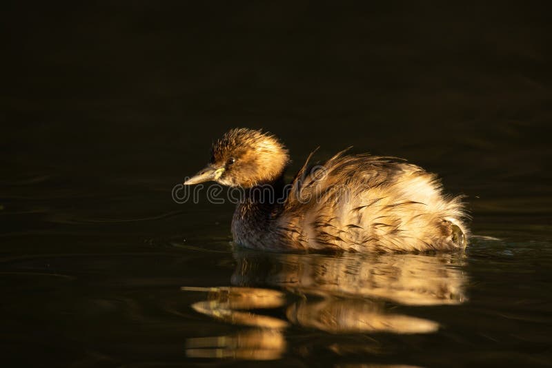 Little Grebe Tachybaptus Ruficollis on a Lake Stock Photo - Image of ...