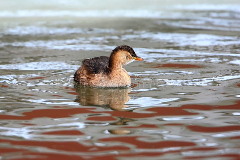 Little Grebe in Winter Plumage Floats Stock Photo - Image of wildlife ...