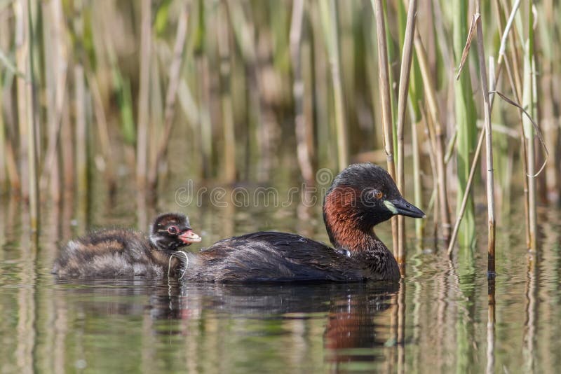 Little Grebe with young stock photo. Image of yellow - 61657996