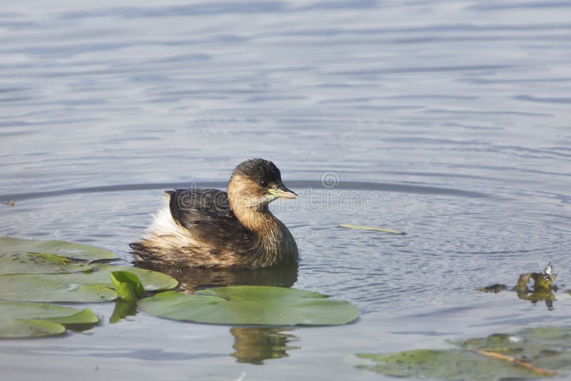 Little Grebe stock image. Image of nature, water, pond - 60447503