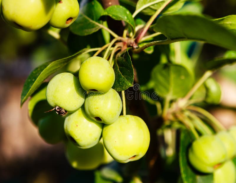 Little Green Apples on an Apple Tree Stock Image - Image of outdoor ...