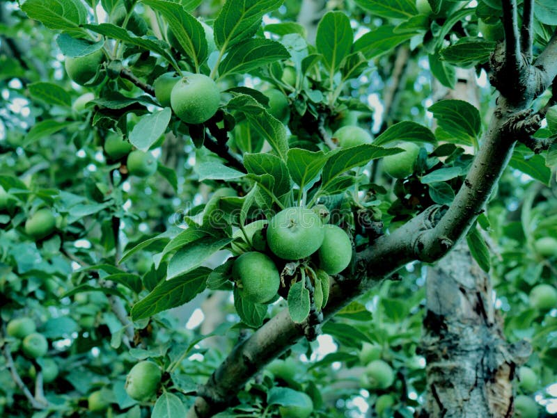 Little Green Apples in Kashmir Valley India Stock Image - Image of ...