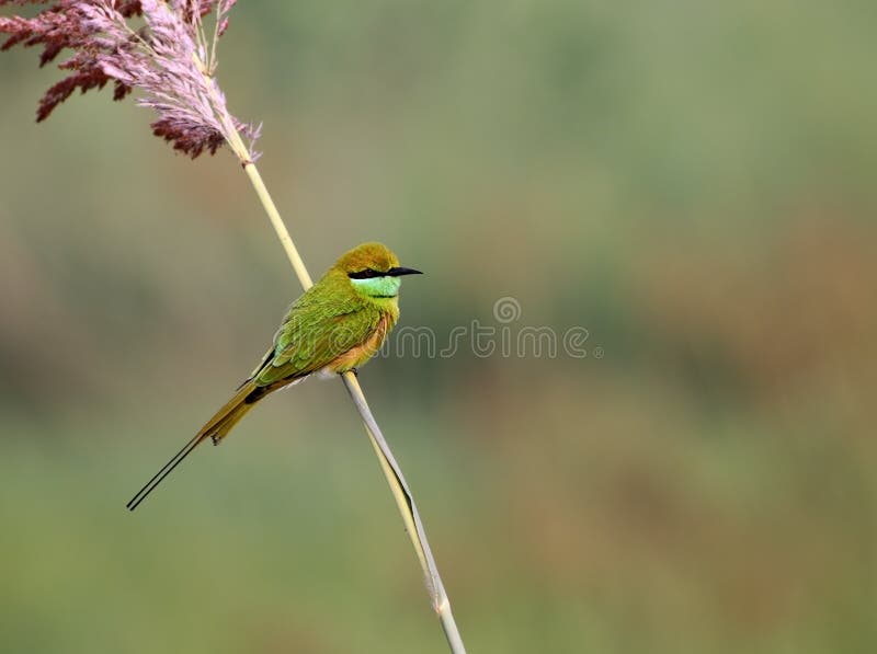Little green bee Eater stock image. Image of green, tropical - 62780053