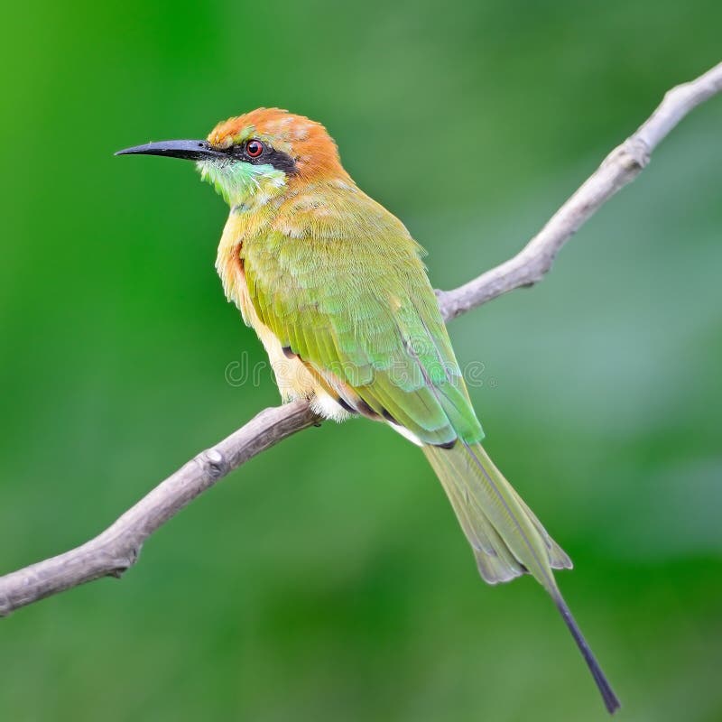 Little Green Bee-eater stock image. Image of profile - 33566893