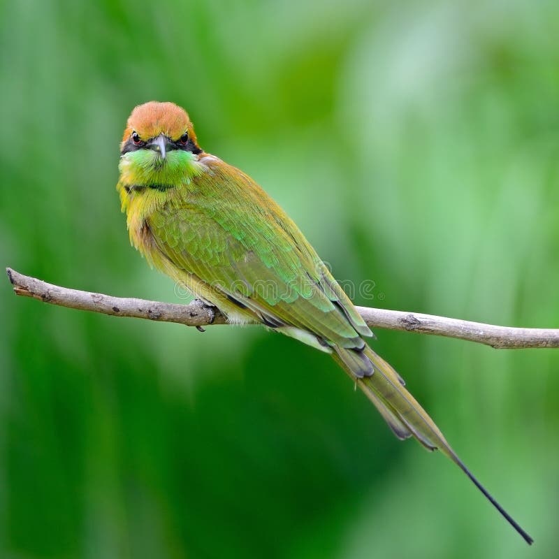 Little Green Bee-eater stock photo. Image of white, portrait - 33711056