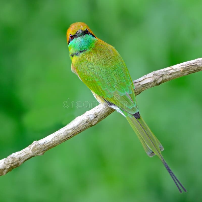 Little Green Bee-eater stock image. Image of beeeater - 33566483