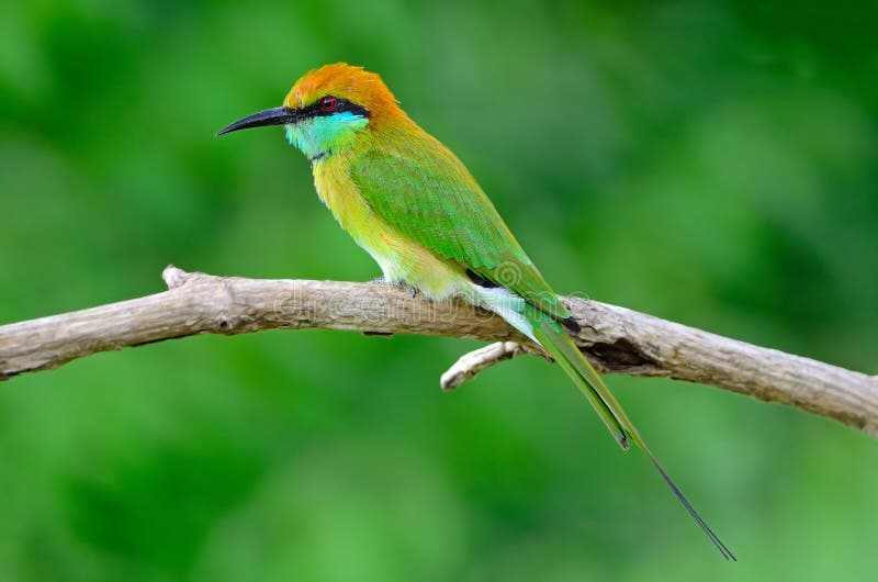 111 Little Bee Eater Side Stock Photos - Free & Royalty-Free Stock ...