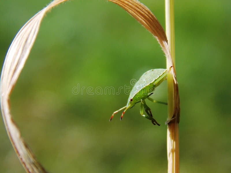 Little green beetle stock photo. Image of nature, little - 99897006