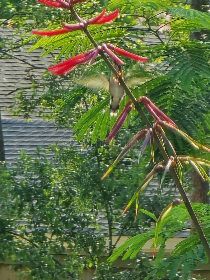 A Little Green Bird Feeding on the Nector Stock Photo - Image of leaf ...