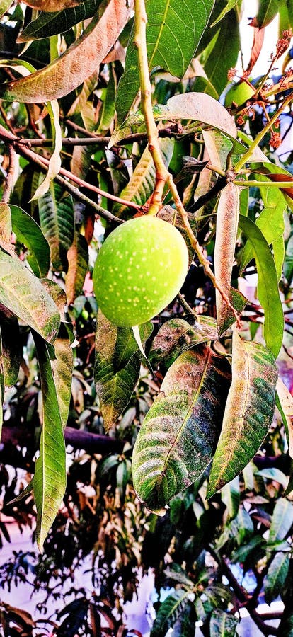 315 Little Mango Tree Stock Photos - Free & Royalty-Free Stock Photos ...