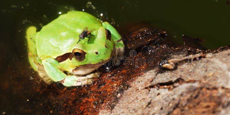 Little green frog stock photo. Image of species, amphibia - 12180412