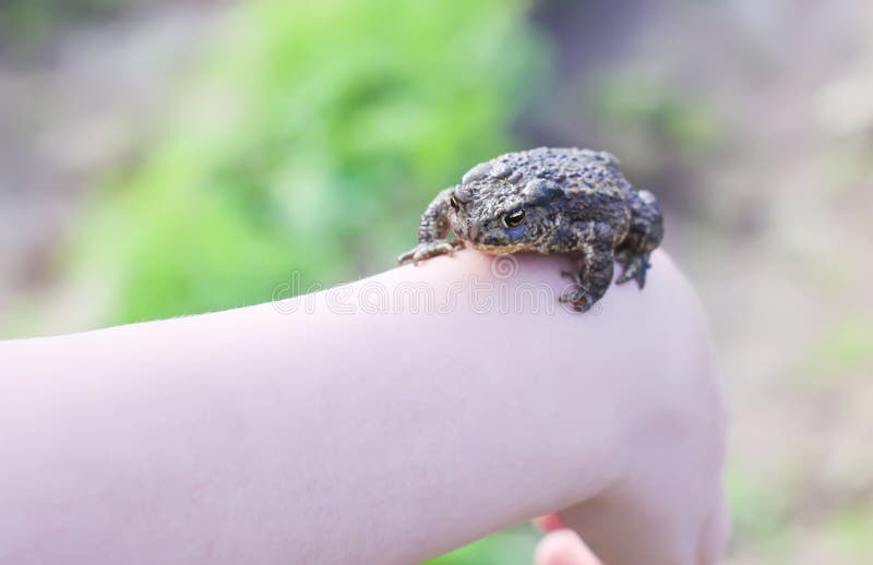 A Little Green Frog in a Child& X27;s Hand Stock Photo - Image of ...