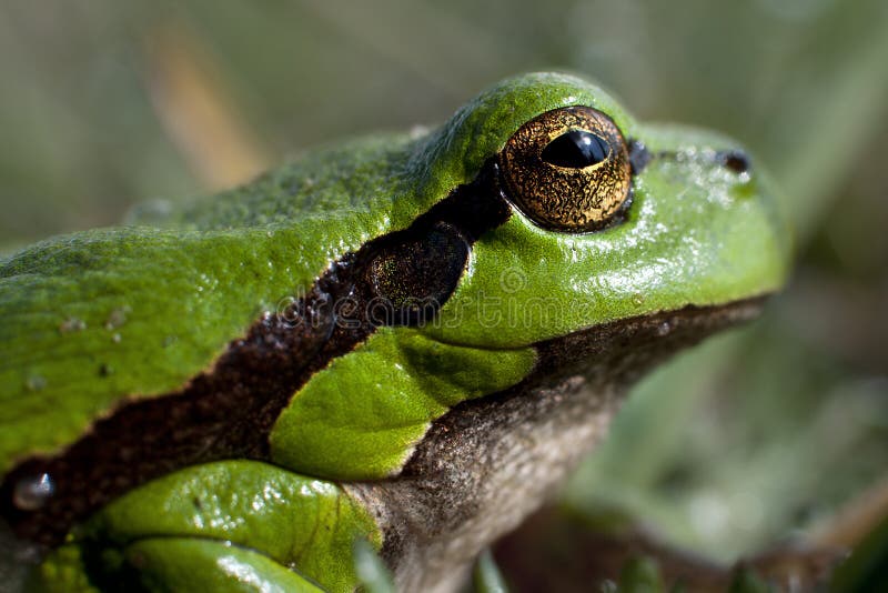 Little green frog stock image. Image of amphibian, underneath - 44399817