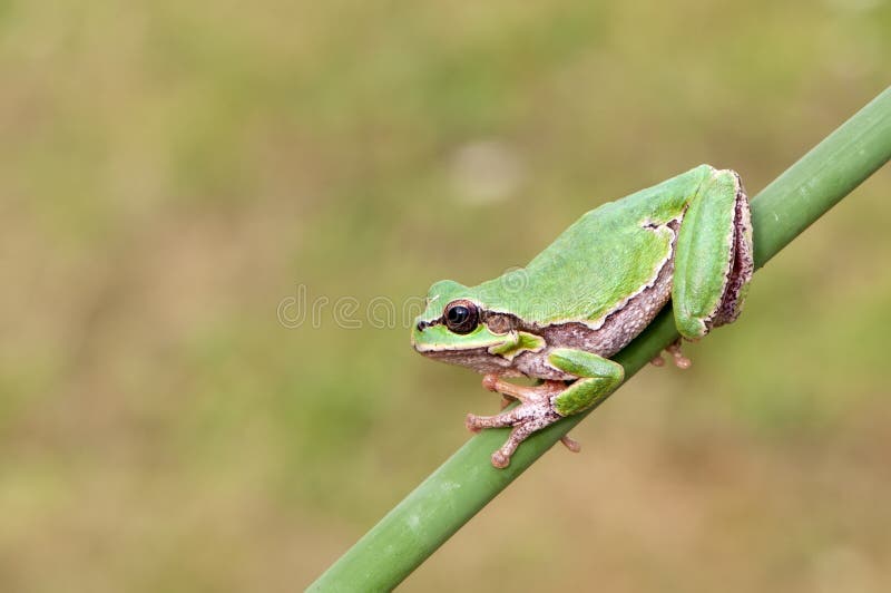 Little Frog Hyla Arborea on a Blade of Grass Stock Photo - Image of ...