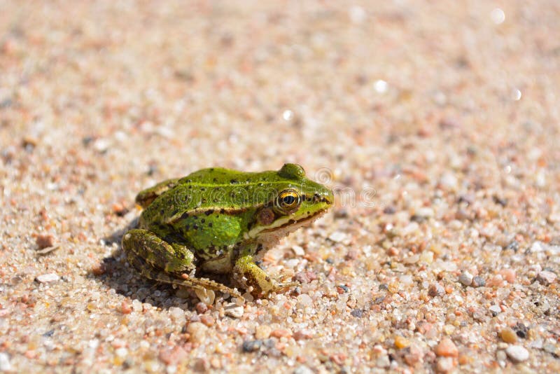 Little green frog stock image. Image of frog, green, common - 49921729
