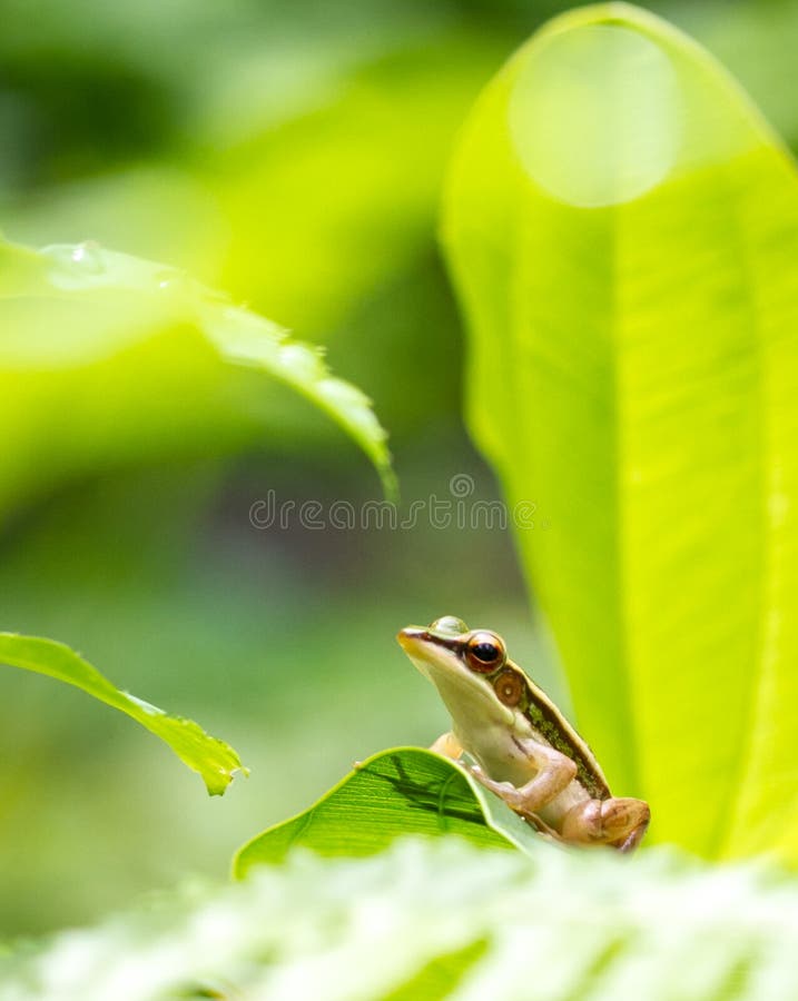 Little Green Frog Surrounded by Green Foliage Stock Photo - Image of ...