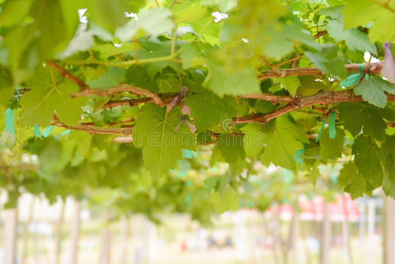Little Green Grapes in Vineyard Stock Photo - Image of leaves, little ...
