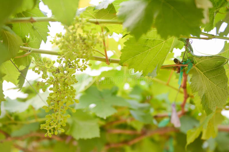762 Little Green Grapes Vineyard Stock Photos - Free & Royalty-Free ...