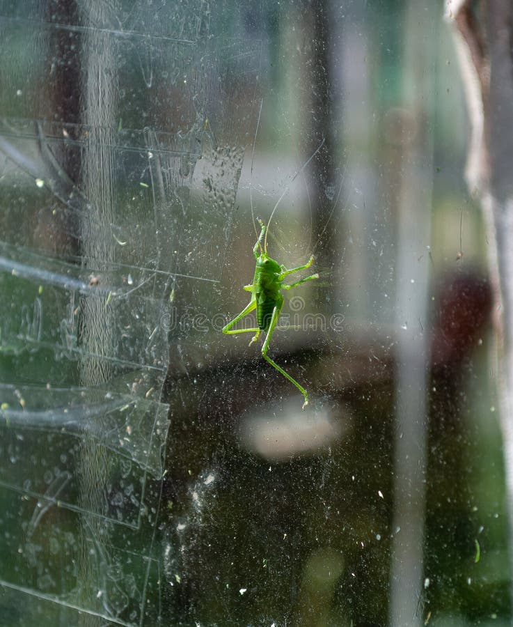 Little Green Grasshopper on Glass Stock Photo - Image of environment ...