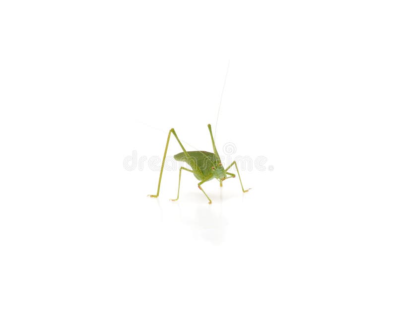 Little green grasshopper stock image. Image of invertebrate - 205350367