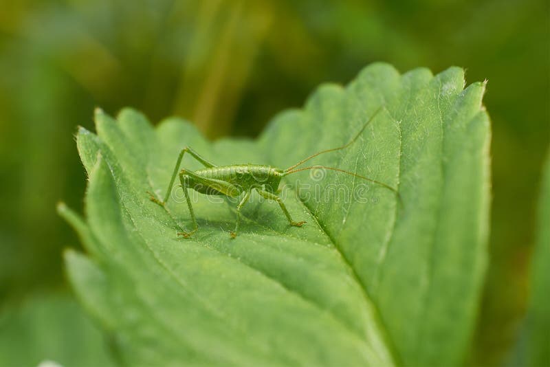 Little Green Grasshopper Sitting on Sheet Strawberry Stock Image ...