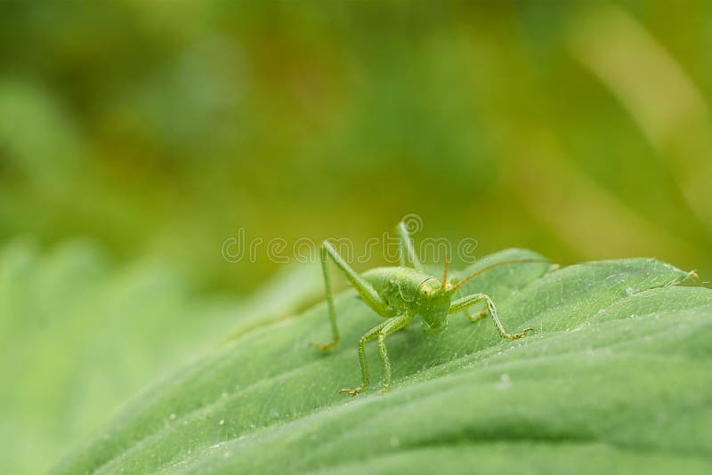 Little Green Grasshopper Sitting on Sheet Strawberry Stock Photo ...