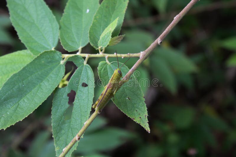 Little green grasshopper stock photo. Image of nature - 339396902