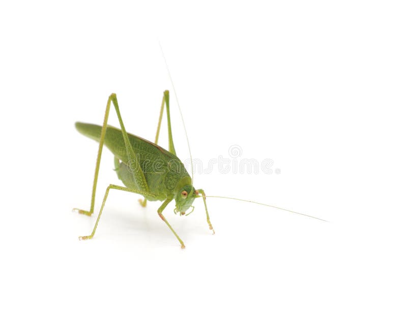 2,902 Little Green Grasshopper Stock Photos - Free & Royalty-Free Stock ...