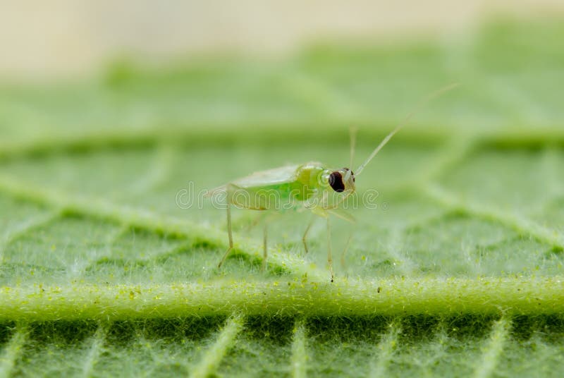 Green insects on plant stock image. Image of background - 15253321
