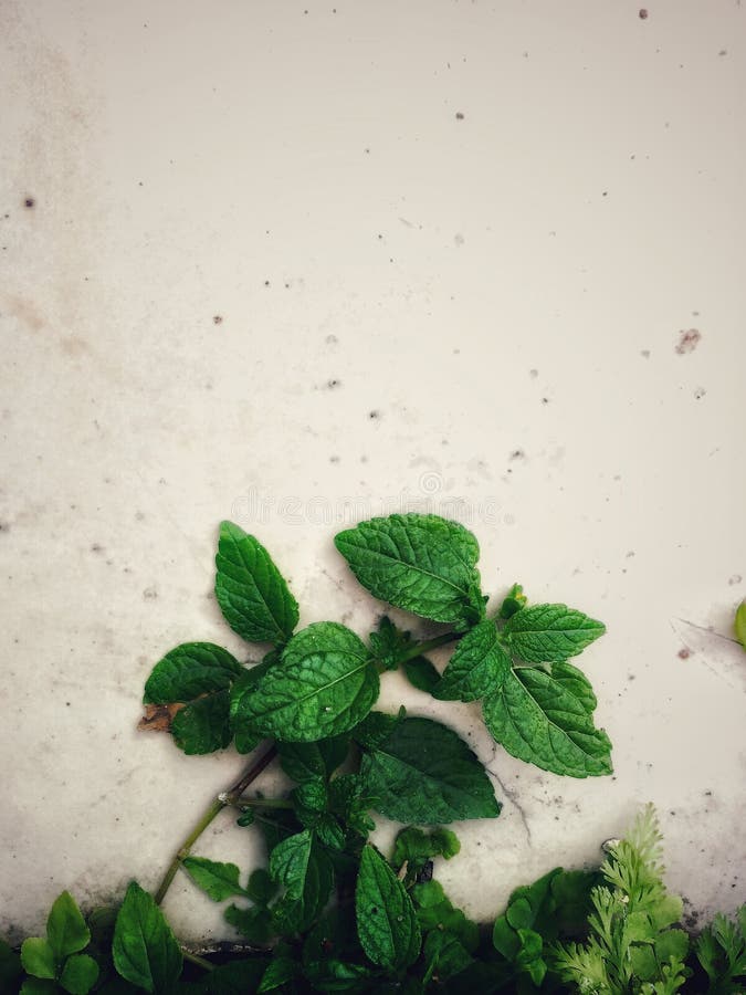 Little green leafs stock image. Image of flower, soil - 261978175