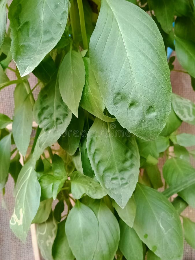 Little Green Leaves of a Plant in a House Stock Image - Image of ...