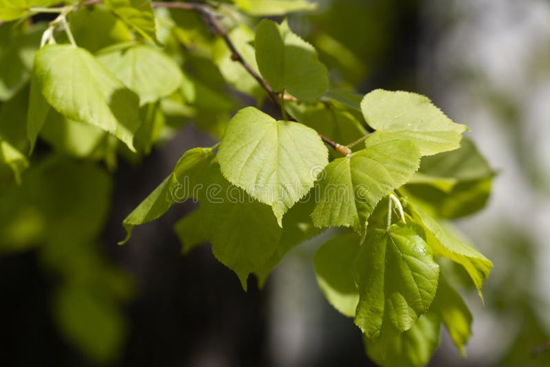 Little Green Leaves on Tree Branches Stock Image - Image of fashion ...
