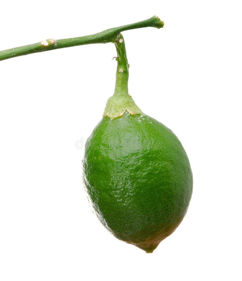 Little green lemon stock image. Image of ingredient, macro - 3087361