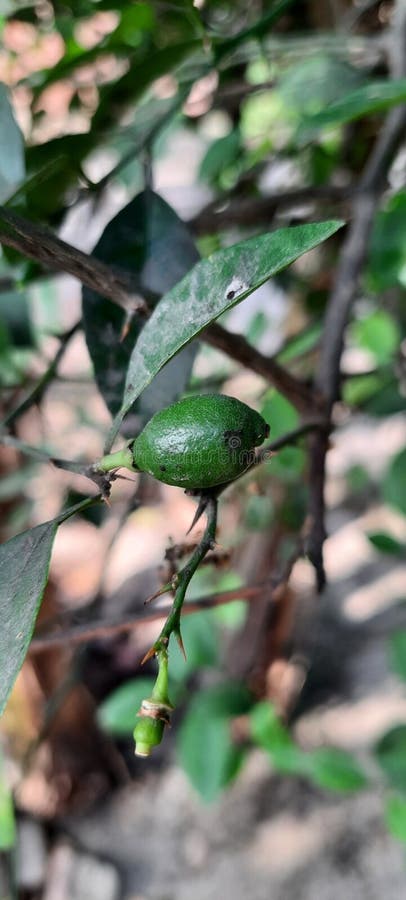 Little Green Lemon Fruit in Lemon Plant Stock Image - Image of plant ...
