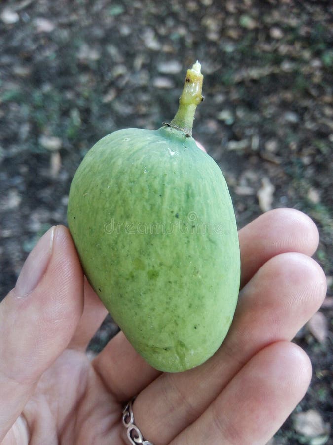 Little green mango in hand stock photo. Image of fruit - 124865648