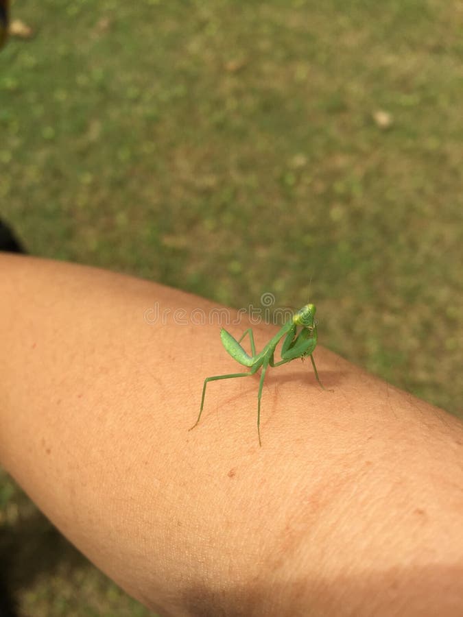 Little Green Mantis on Her Arm Stock Photo - Image of alone, beautiful ...
