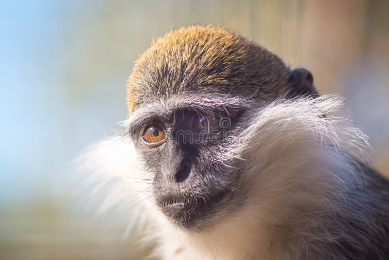 Little green monkey in zoo stock image. Image of green - 177905553