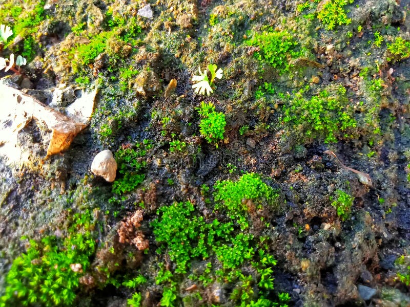 Little Green Moss Grow on the Damp Soil Stock Image - Image of grow ...